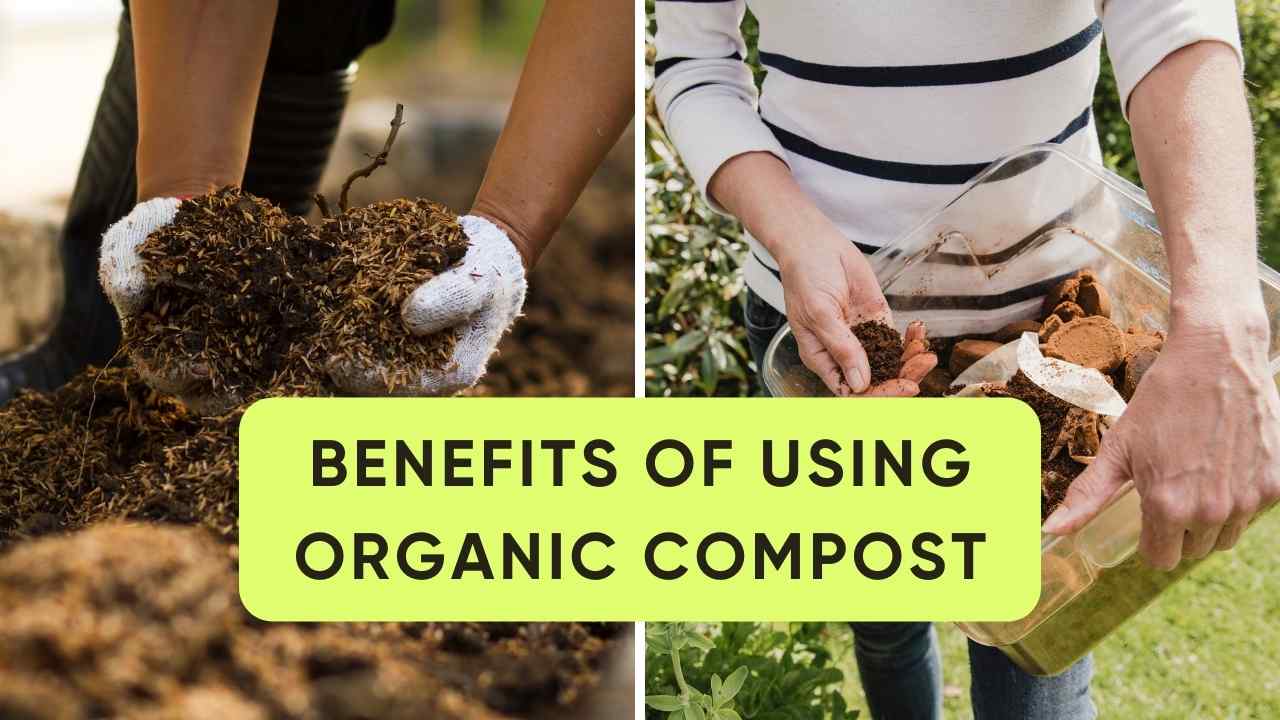 Organic Compost: The Key to Healthier Vegetables and Flowers - Homebec