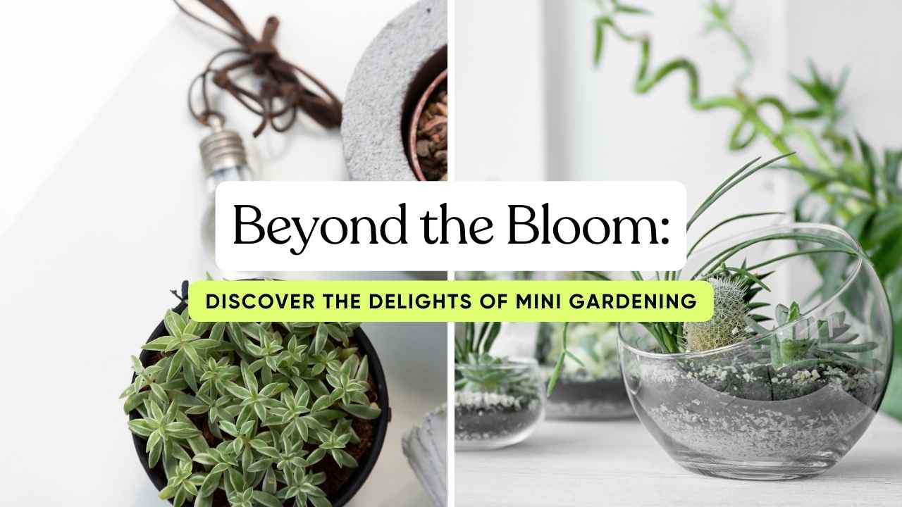 Beyond the Bloom: Discover the Delights of Mini Gardening - Homebec