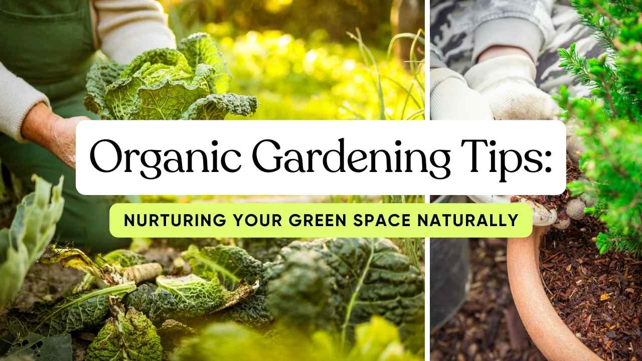 Organic Gardening Tips: Nurturing Your Green Space Naturally - Homebec